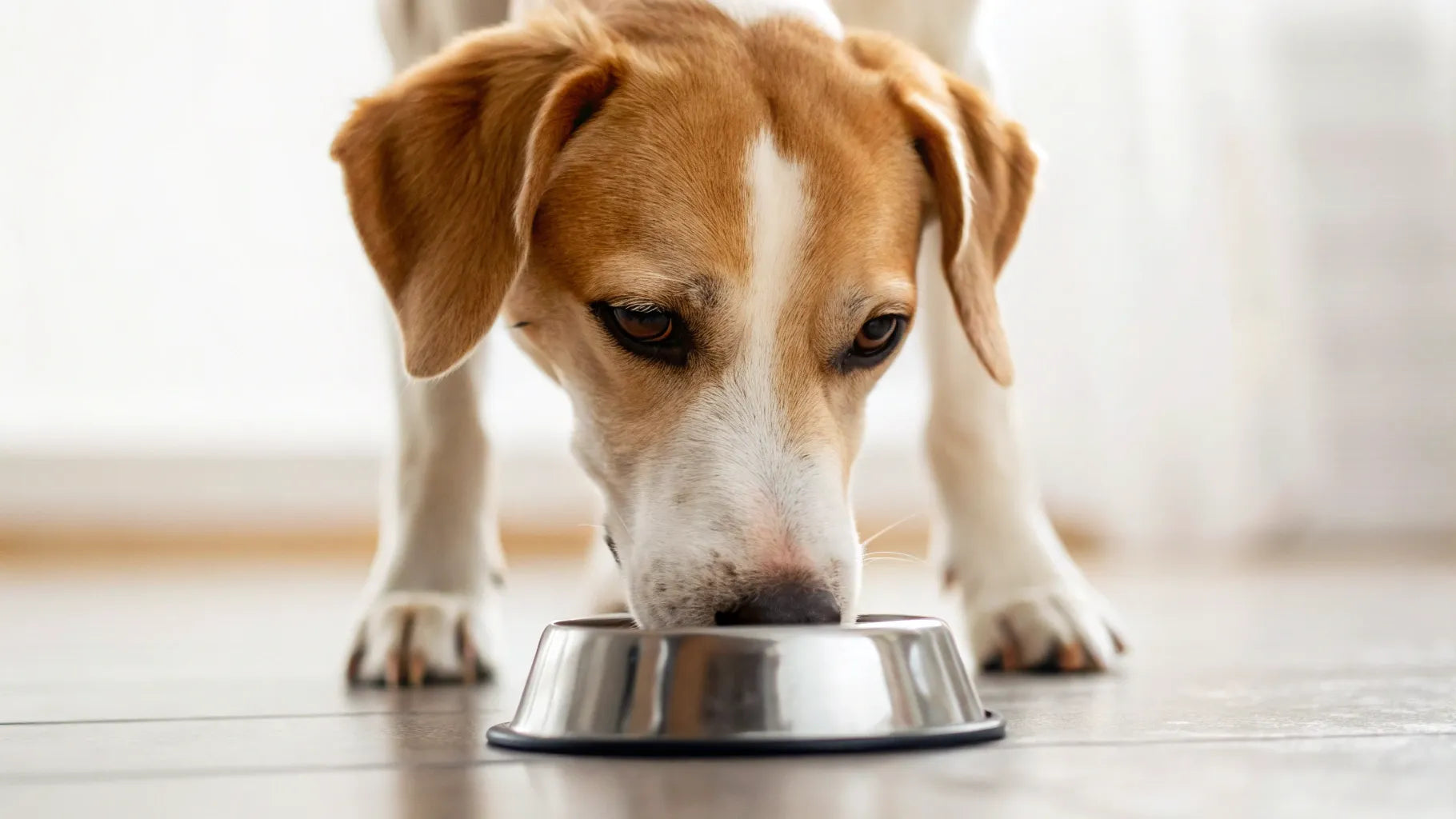 Why Is My Dog Nudging Her Food Bowl? Understanding This Quirky Behavior ...