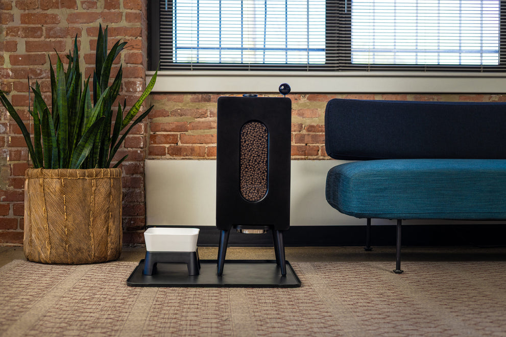 How Long Does Bordetella Vaccine Last for Dogs? Understanding ...