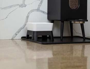 Understanding Whippet Health Problems: A Comprehensive Guide for Owners ...